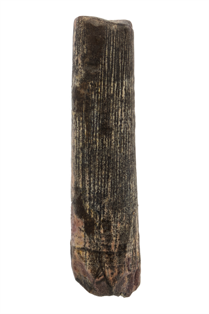 Nigersaurus Tooth - 1.34 Inch – The Fossil Emporium