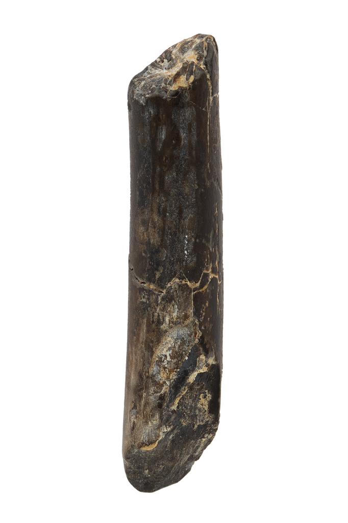 Nigersaurus Tooth - 1.44 Inch – The Fossil Emporium