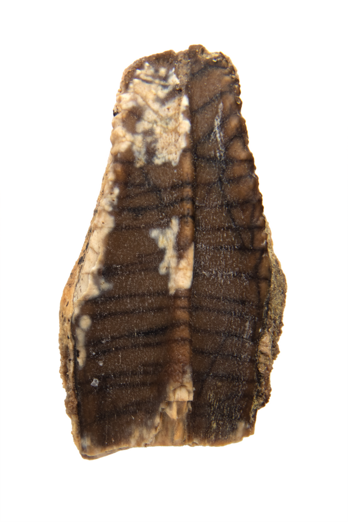 Hadrosaur (Gryposaurus?) Tooth - 0.66 inch – The Fossil Emporium