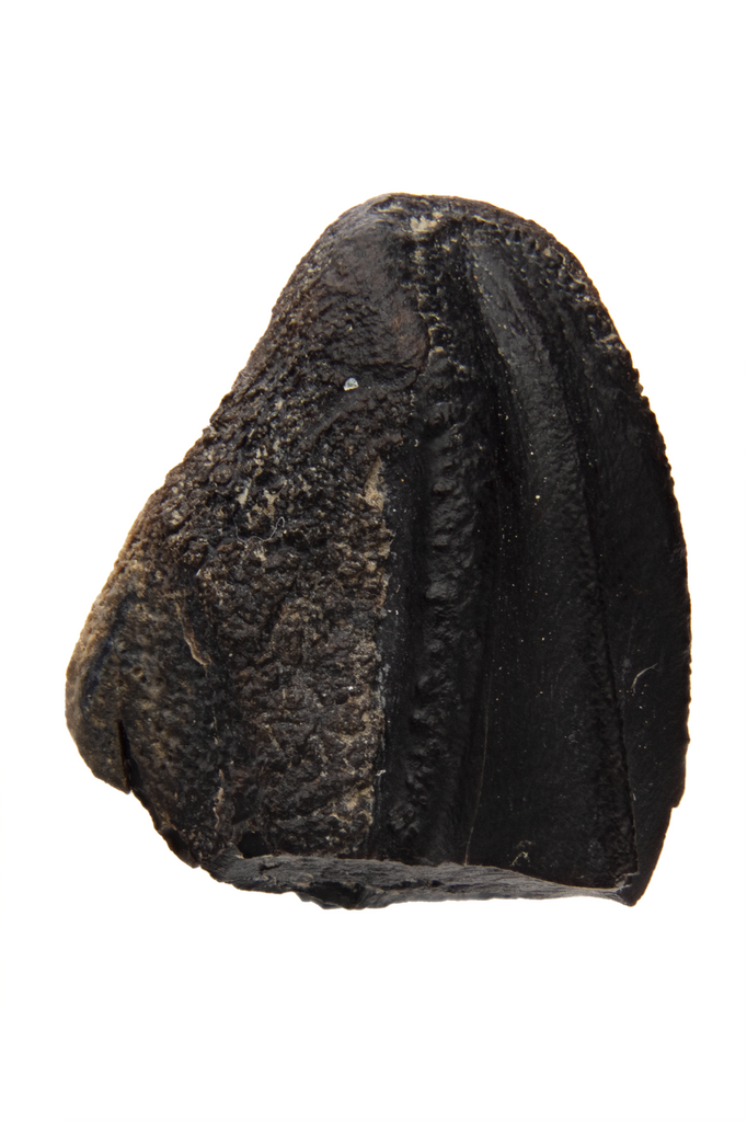 Hadrosaur Tooth - 0.59 inch – The Fossil Emporium